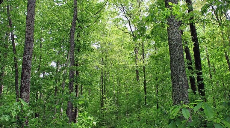 What is Tu Bishvat? A guide to the Jewish New Year of the Trees - Unpacked