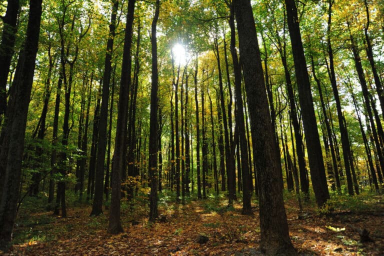 What is Tu Bishvat? A guide to the Jewish New Year of the Trees - Unpacked