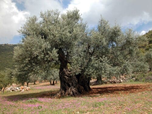 The top 10 most amazing trees in Israel - Unpacked