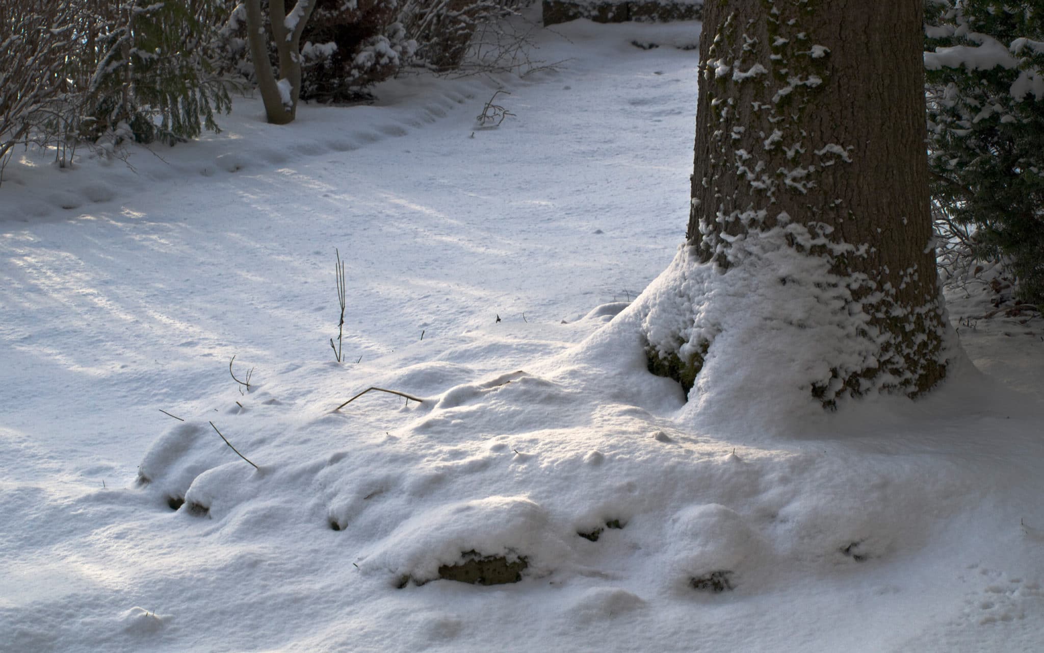 Tu Bishvat guide 2026: How to celebrate the Jewish New Year for the ...