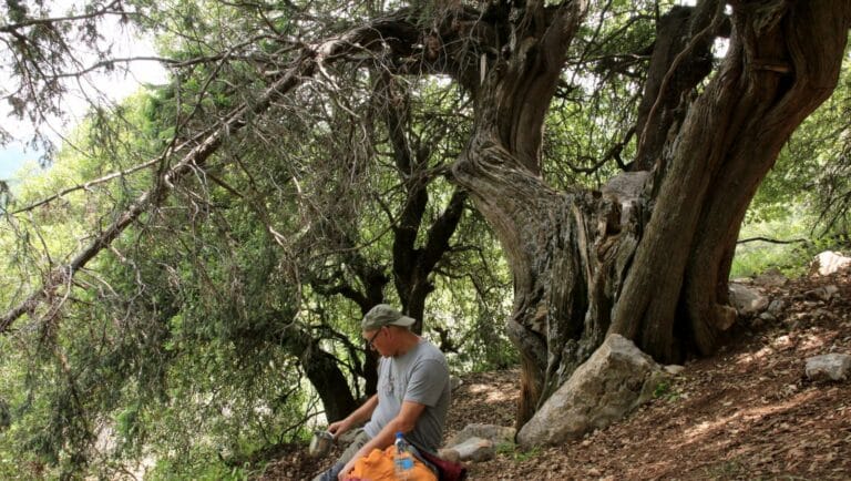 The top 10 most amazing trees in Israel - Unpacked